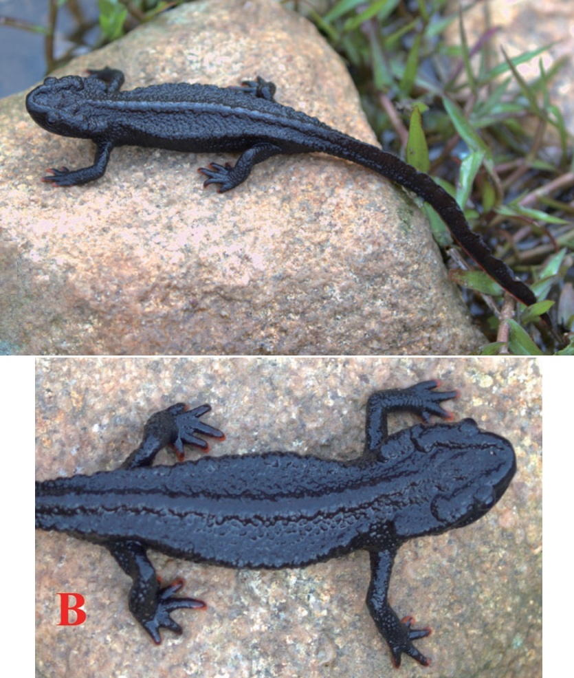 Species New to Science: [Herpetology • 2017] Tylototriton anhuiensis ...