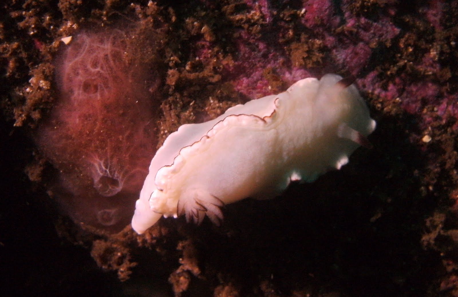 Kava in Australia: Sea Slugs of New South Wales