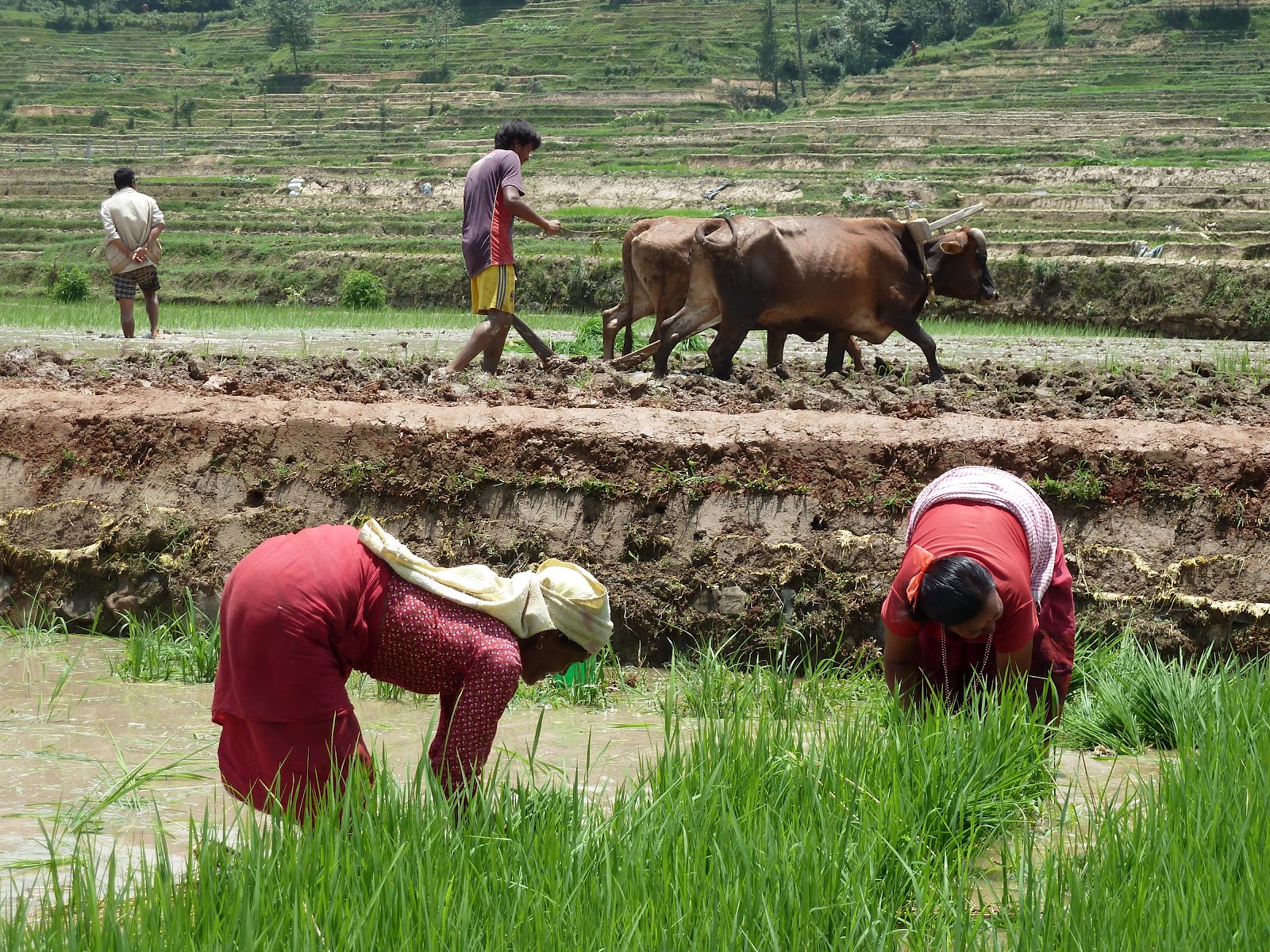 ASAR 15 : Festival for Rice planting - is the day of climax of rice ...