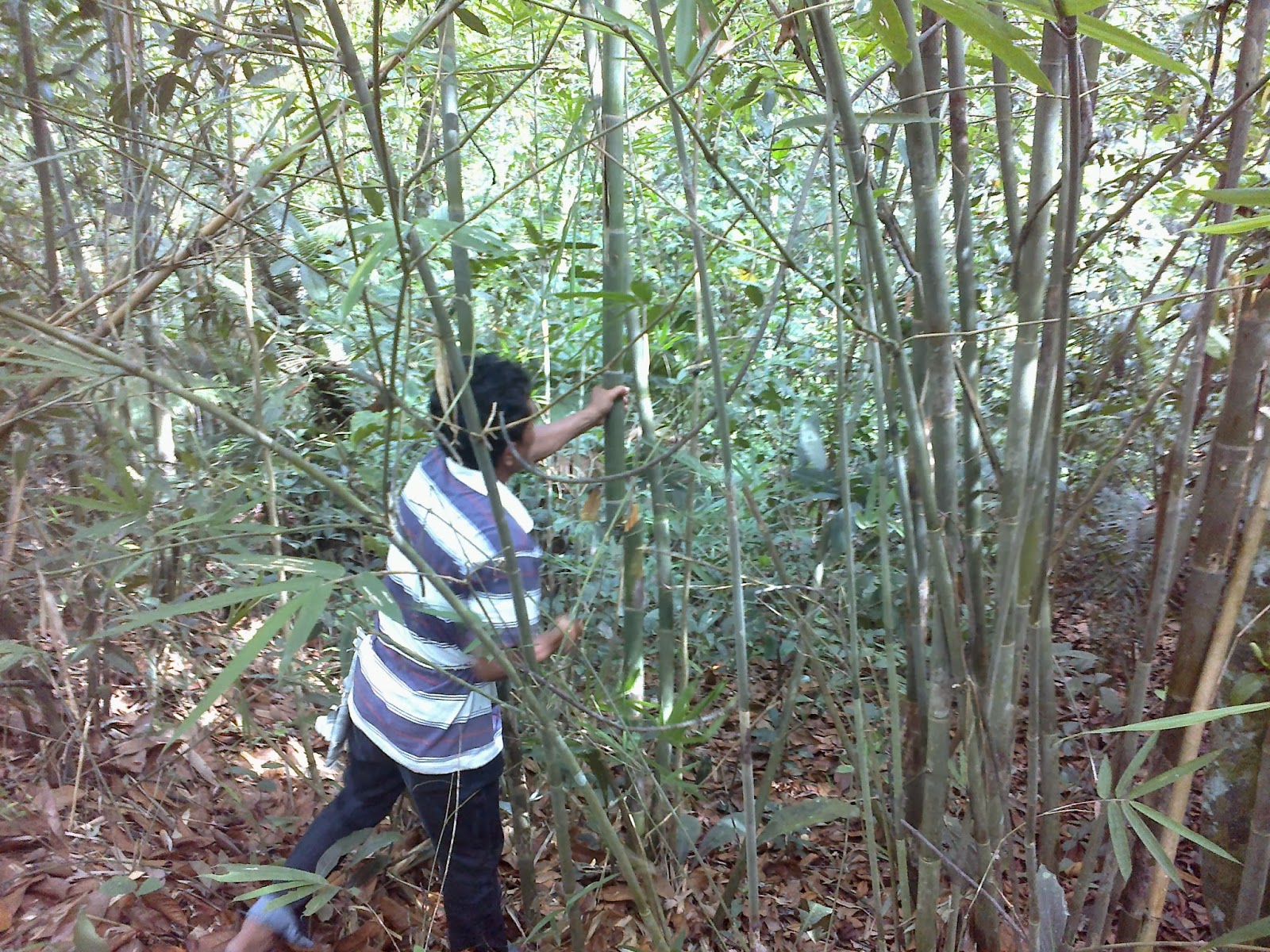 Mencari Buluh Dan Membakar Lemang - Taman Rasa Indah - Relaks Minda