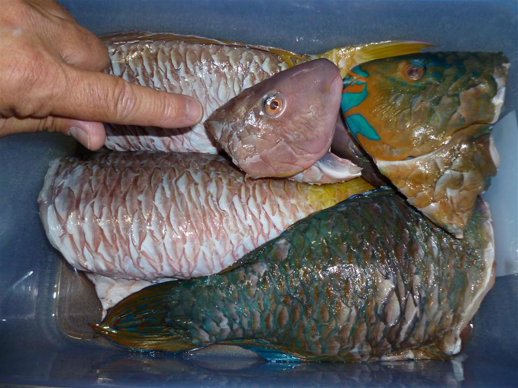 Guam Firehouse Cook: Baked Reef Fish the Island Way