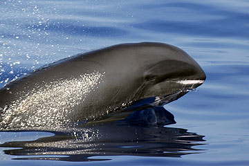 Delfines: Tipos de delfines
