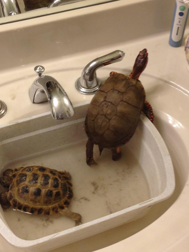 ladykayy: Spider-Turtle!