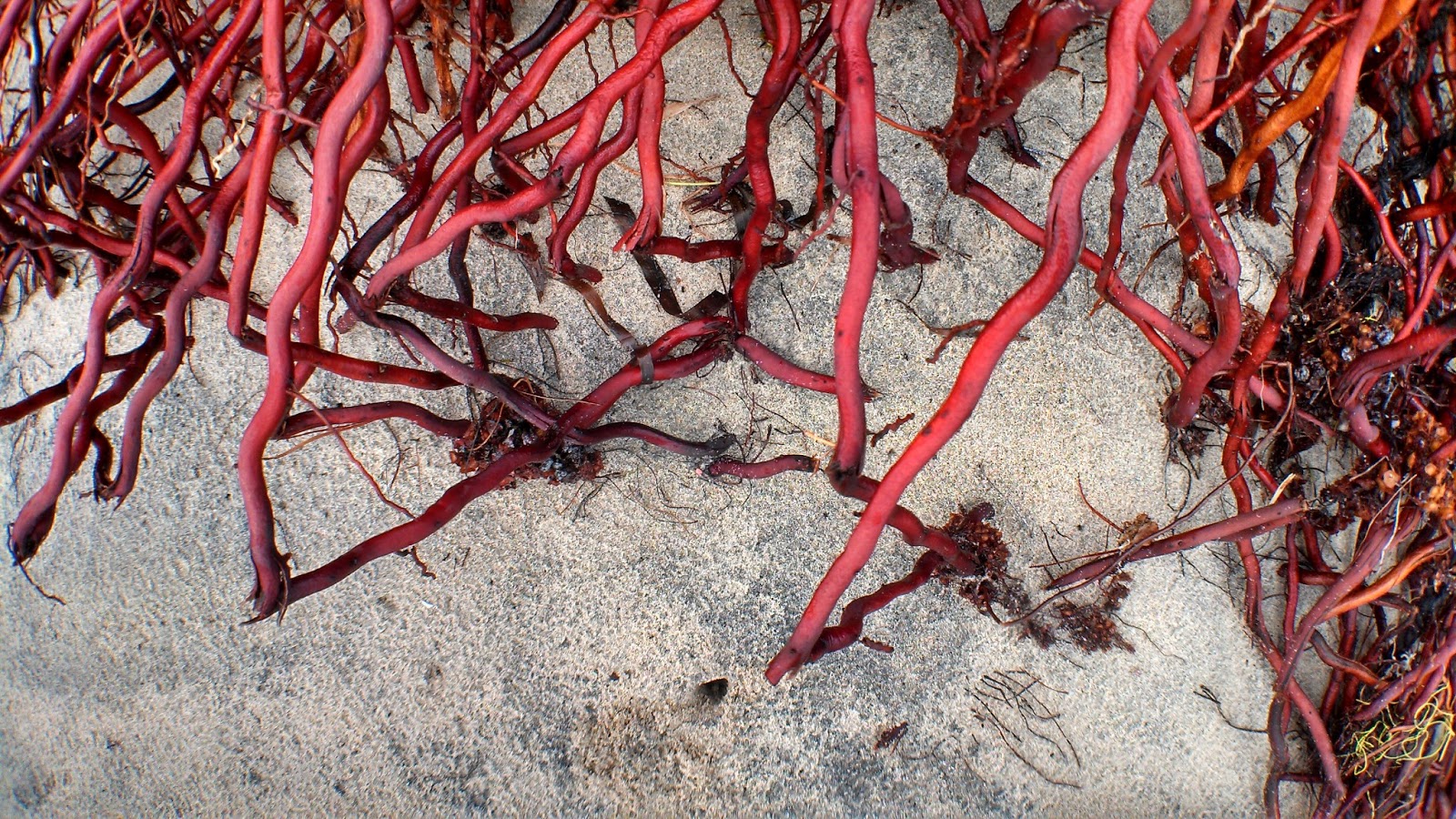 FALSE BLUFF NICARAGUA: Coconut tree's incredible root system