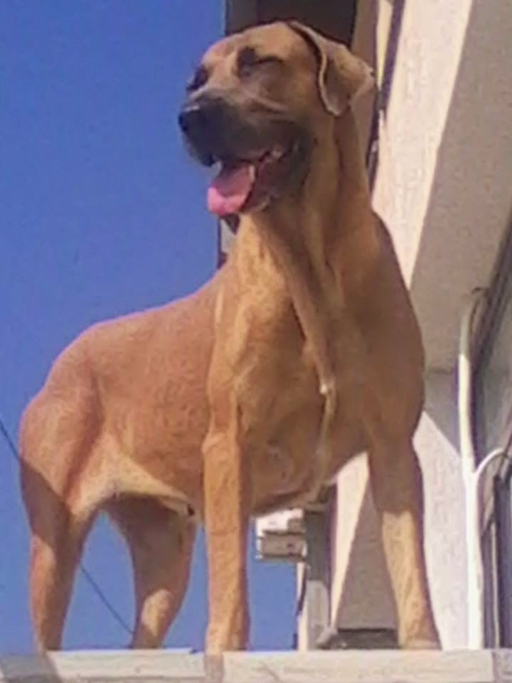 SRPSKI ODBRAMBENI PAS /SOP/ CICA *** SERBIAN DEFENSIVE DOG /SDD/ CICA