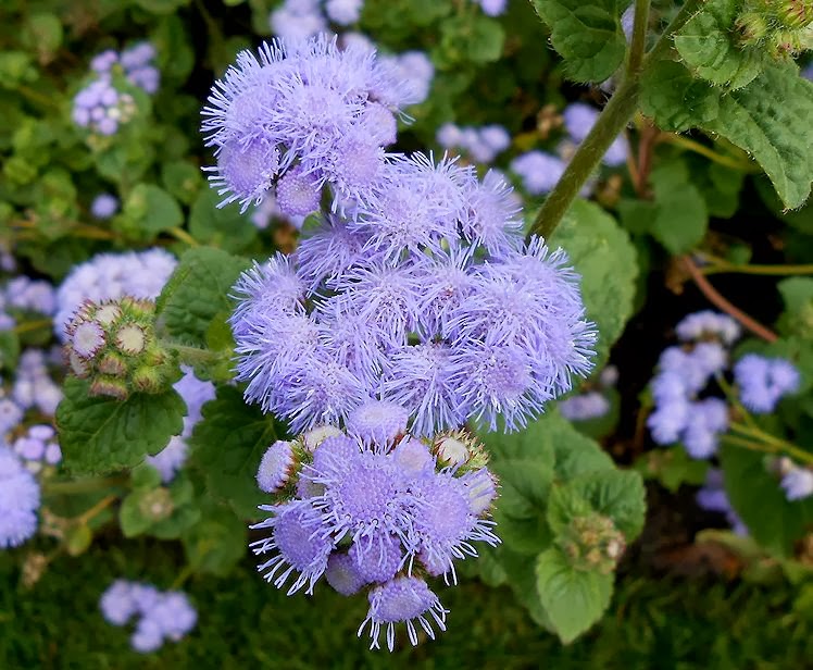 My Virtual Garden 2: Circle Garden and English Garden