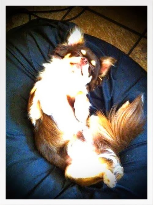 BEAUTIFUL DEFORMITY OF THE GAZETTE: [Pets] Koron Chan Adalah Anjing ...