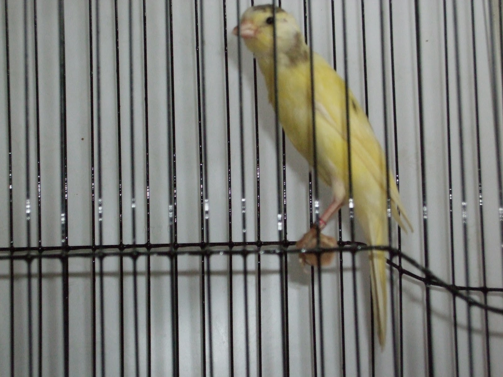 a scotch fancy canary blog