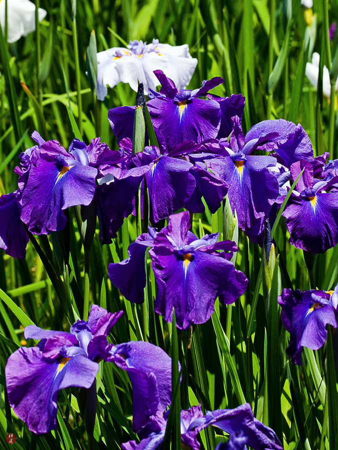 FROM THE GARDEN OF ZEN: Hanashobu (Iris ensata） flowers in Meigetsu-in