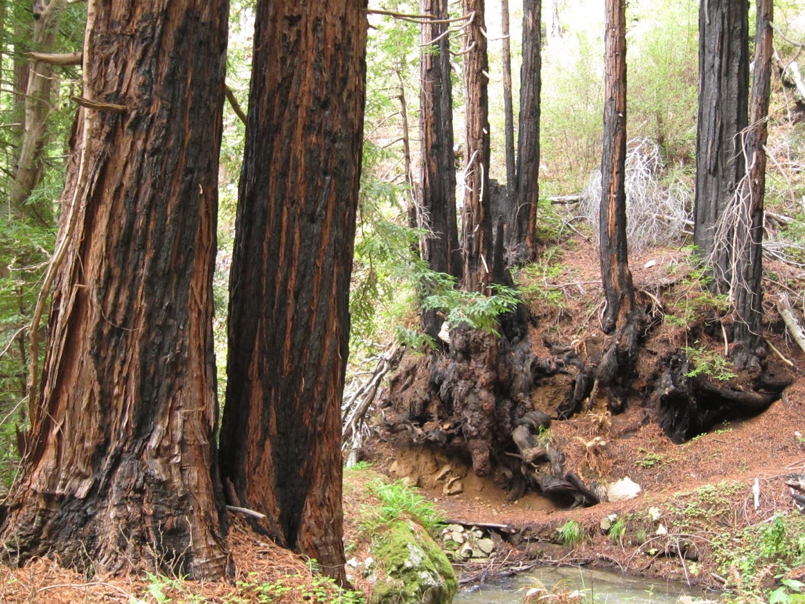 A LA RECHERCHE DE - IN SEARCH OF...: Tanbark Oak Trail along Partington ...