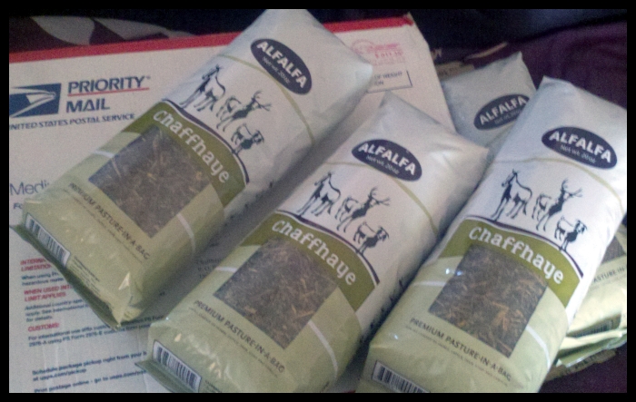 The Adventures of Noodleville: A Noodleville Review: Chaffhaye Alfalfa