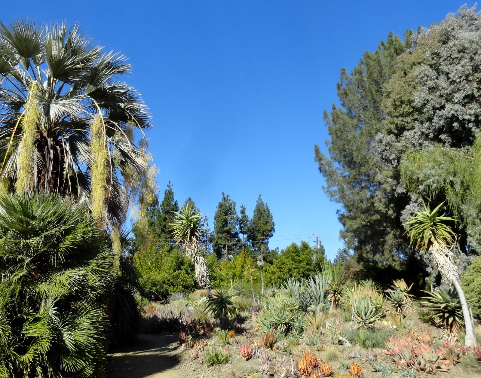 danger garden: Visiting the Ruth Bancroft Garden in August