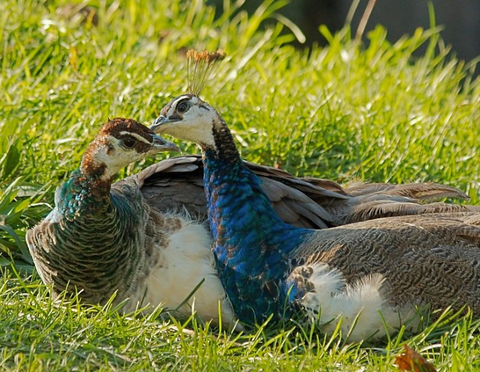 Animal Zoo Life: peafowl,peahen,indian peafowl,green peafowl,peafowls ...