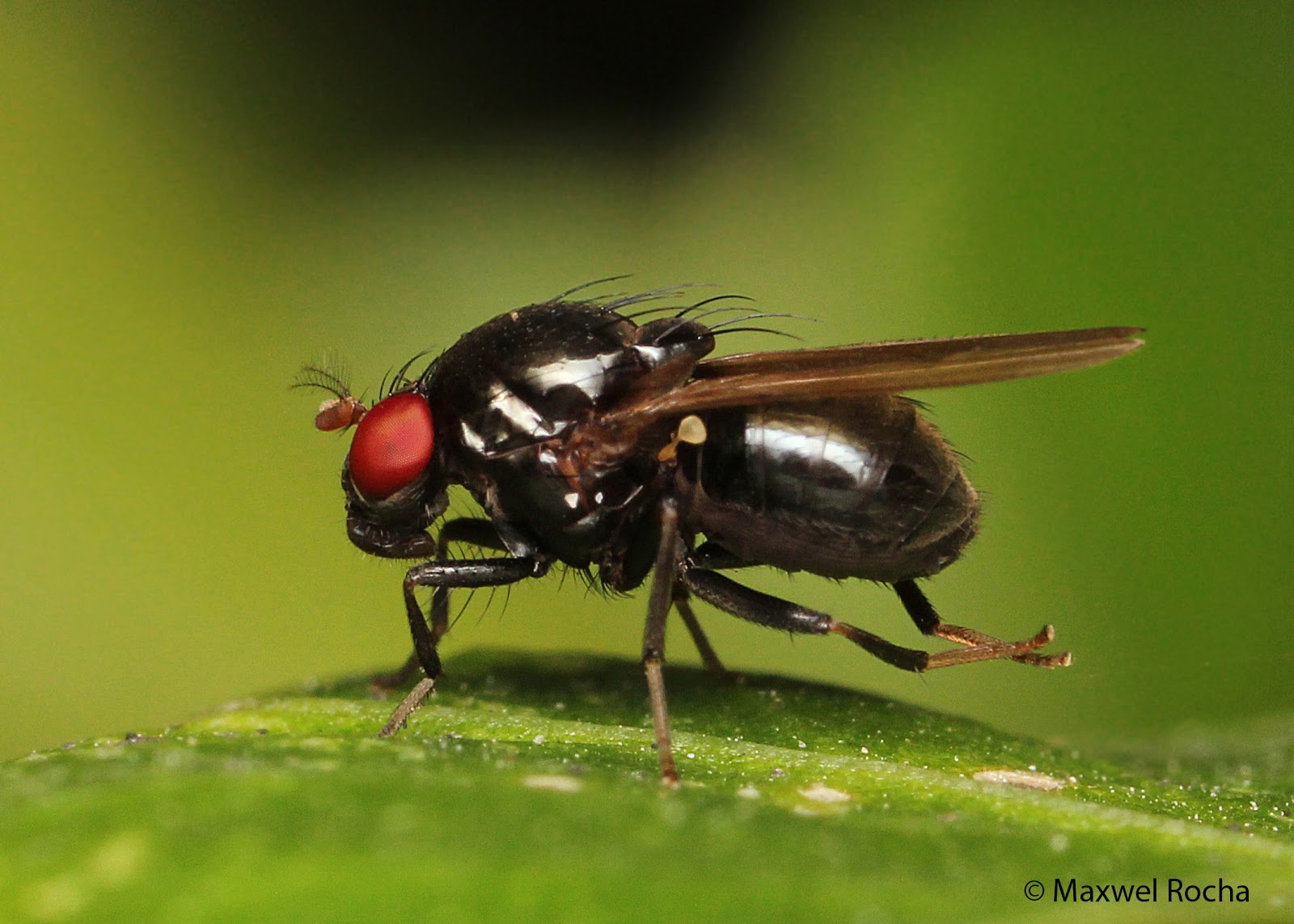 Macrofotografia por Maxwel Rocha: Moscas (Dípteras)