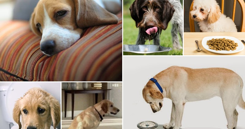 Pet Care Tips: Signs That Indicate Health Concerns In Dogs