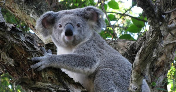 Ecofriendly: Koala