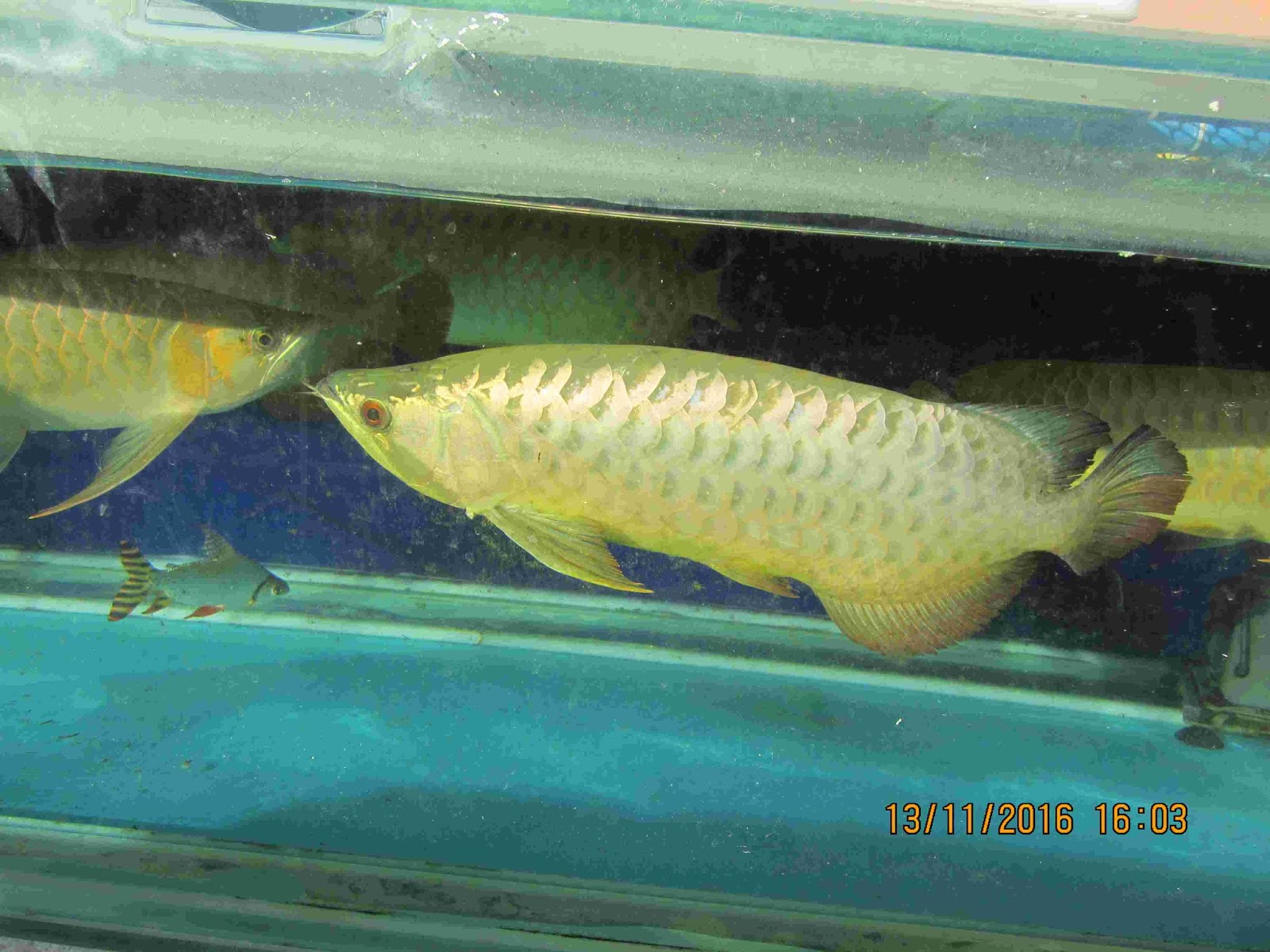 Arowana Keeping & Breeding in Aquarium: February 2014