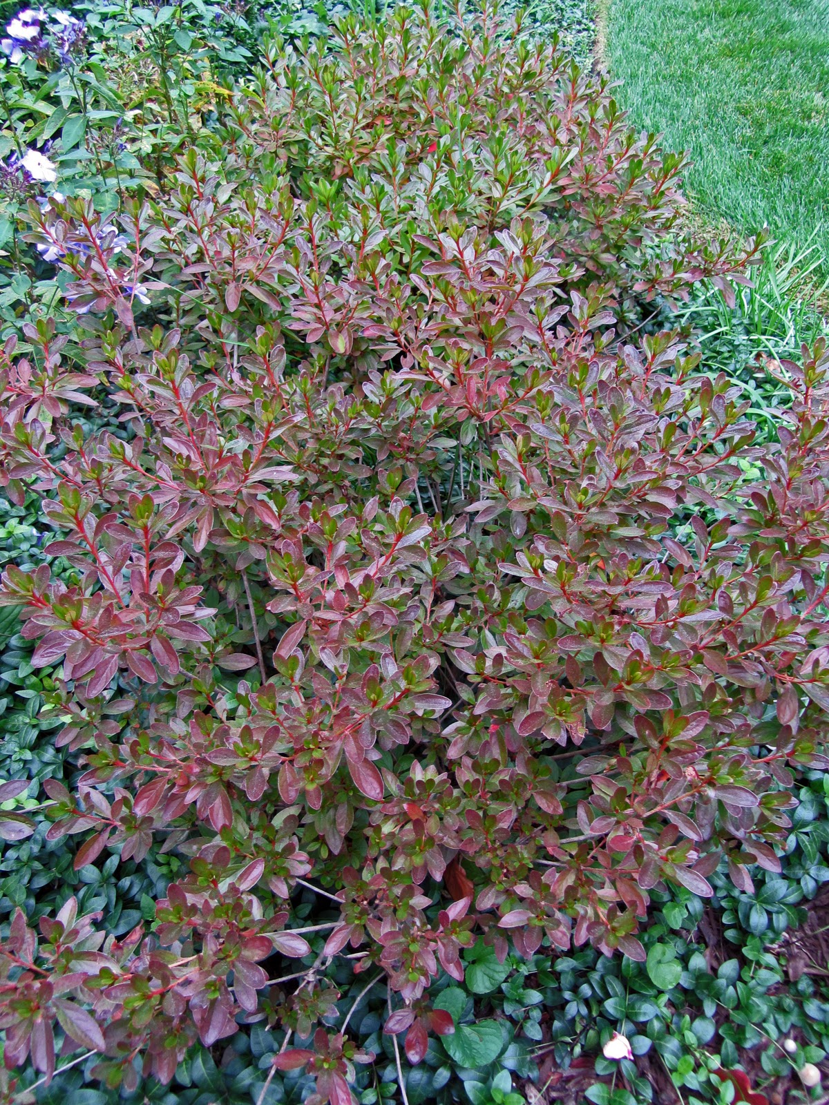 Gatsbys Gardens: All At once!