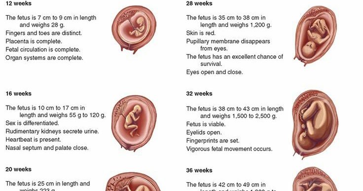 Medical and Health Science: Normal Fetal Growth!!!
