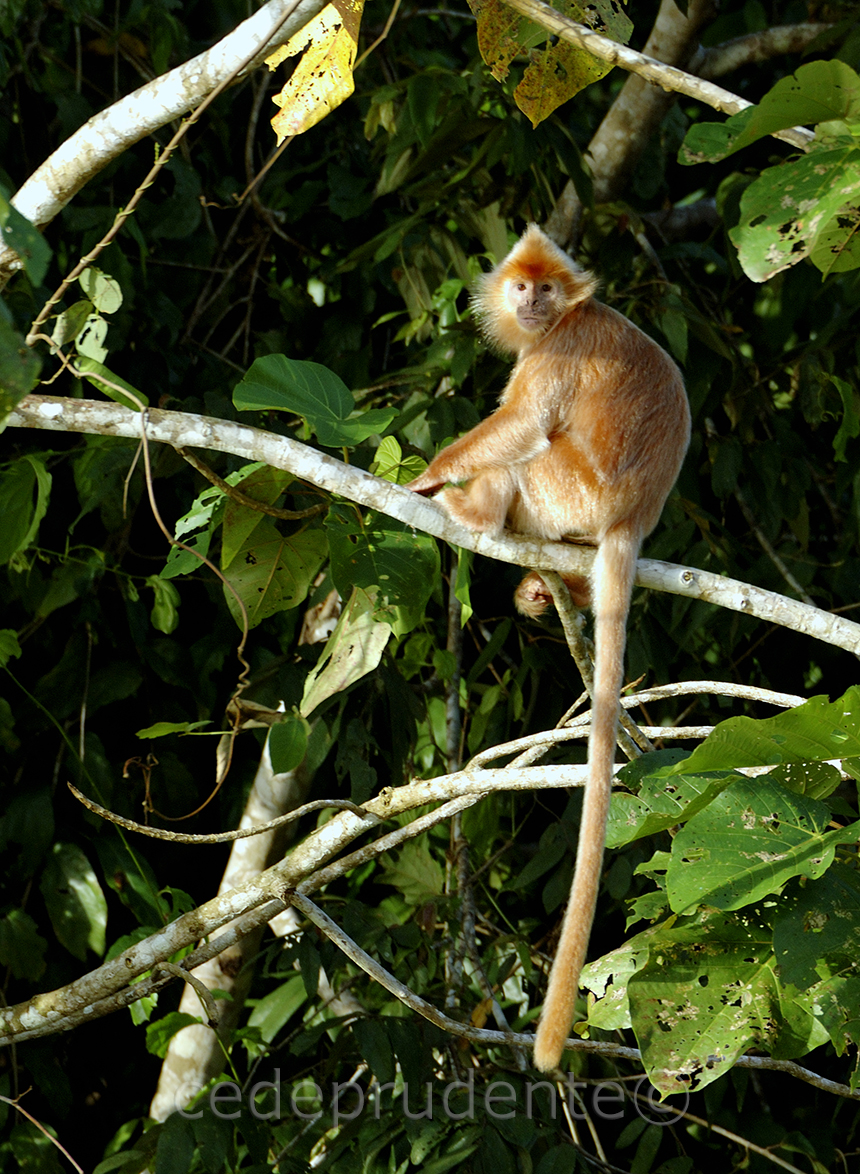 Borneo Safari: Primates of Borneo