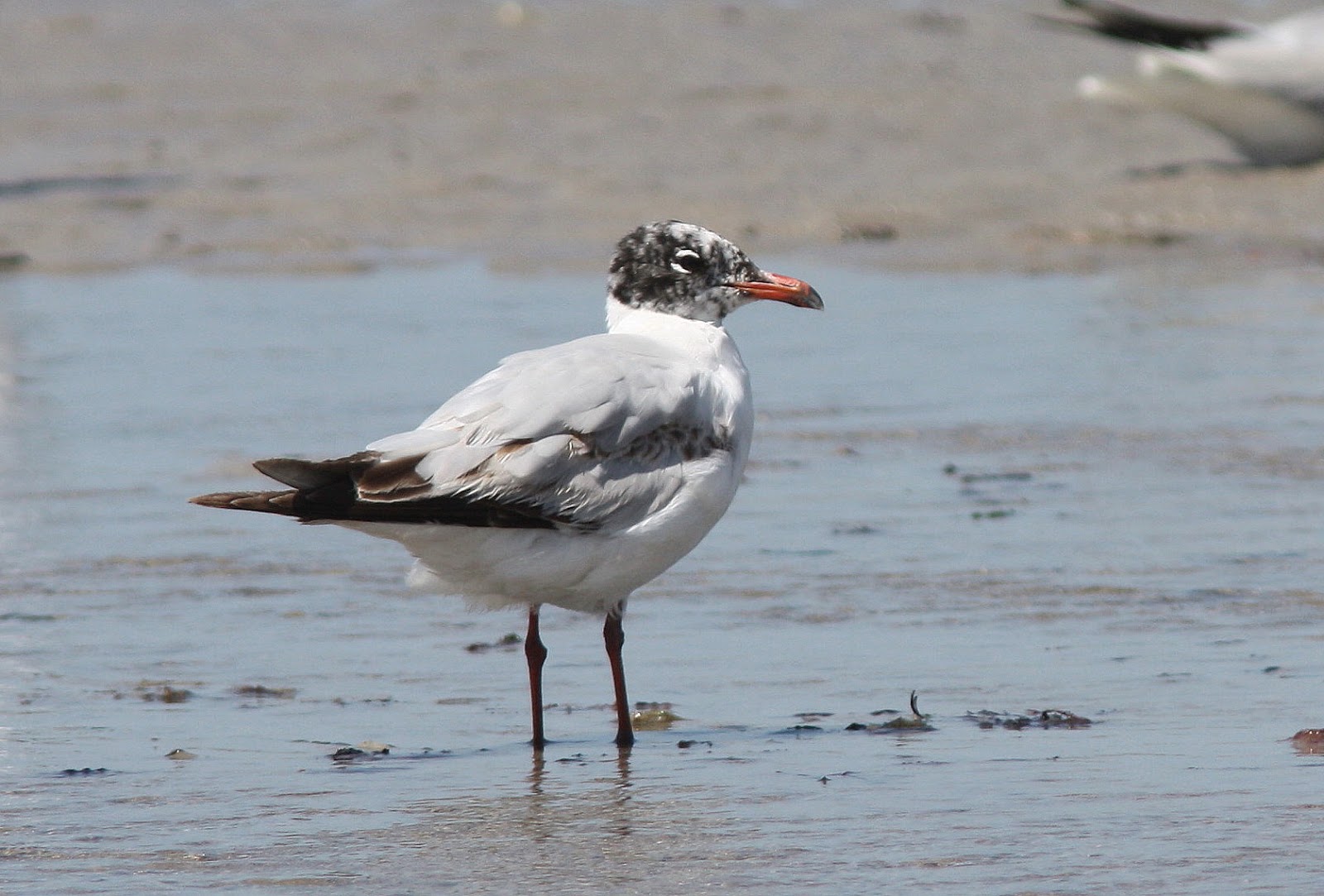 Kerry Birding: Mediterranean Gull & Ring-billed Gull