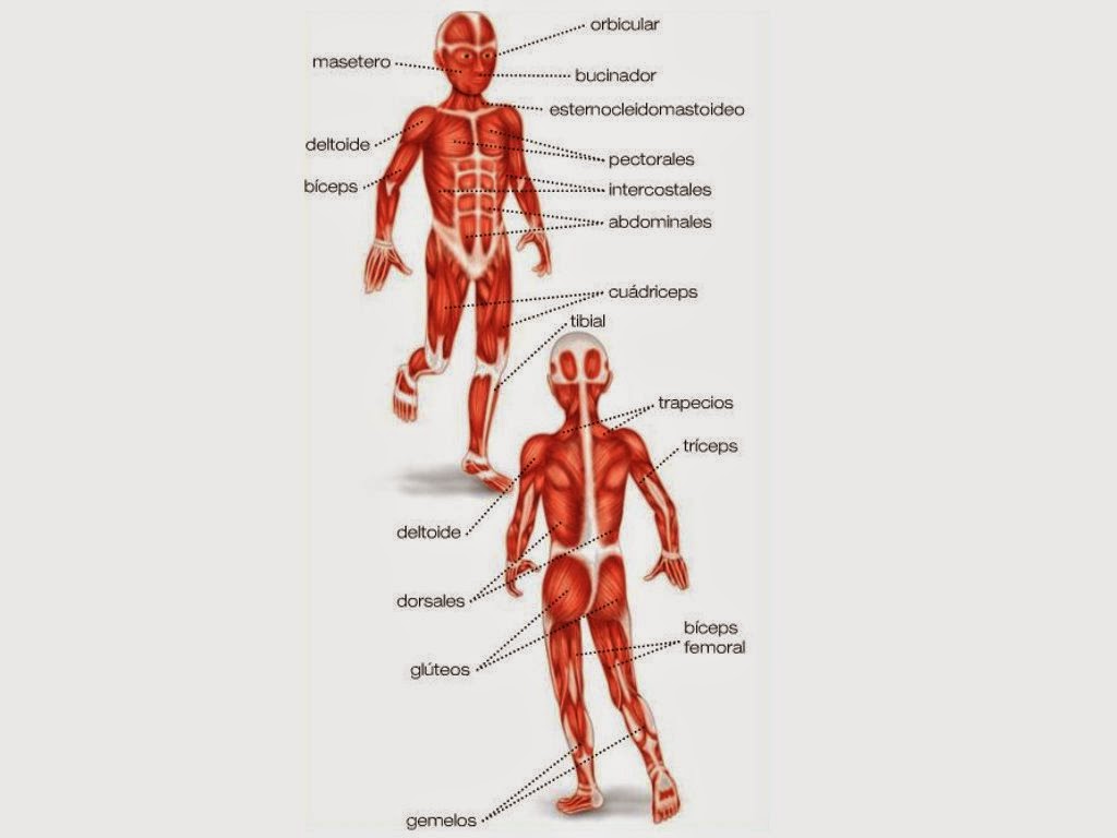 El Aparato Locomotor