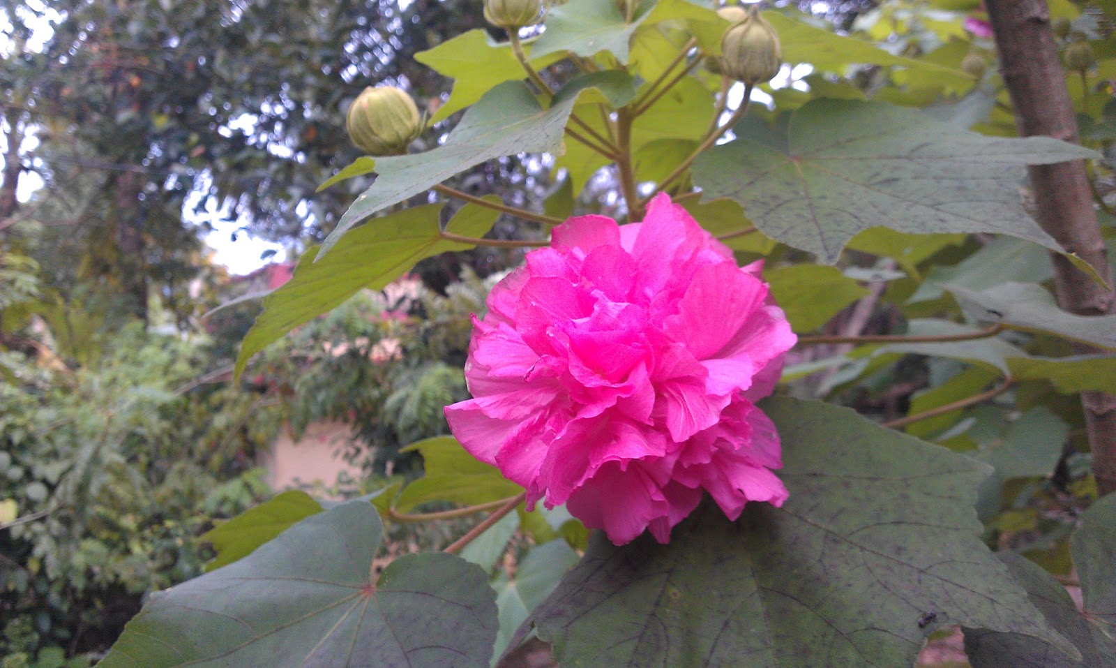 Subash's World: Changing Rose, you blow my mind!