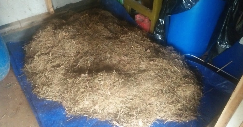 Cara dan Tips Membuat Pakan Silase Untuk Ternak Hemat Biaya – winky28 ...