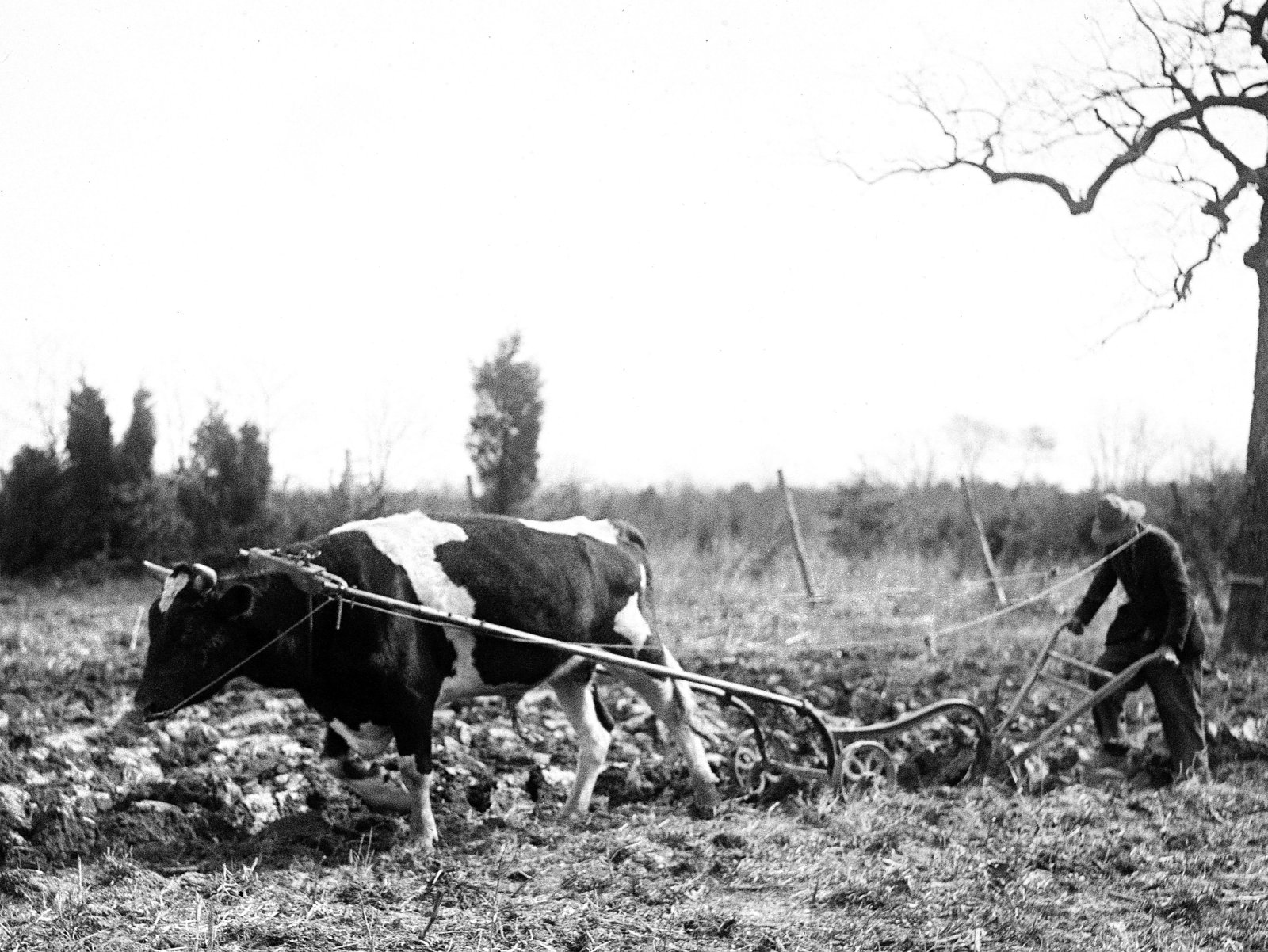 storybrookeripples: ox and dog blog