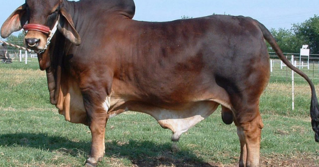 Mengenal Usaha Ternak Sapi Brahman - BETERNAK DAN MENANAM