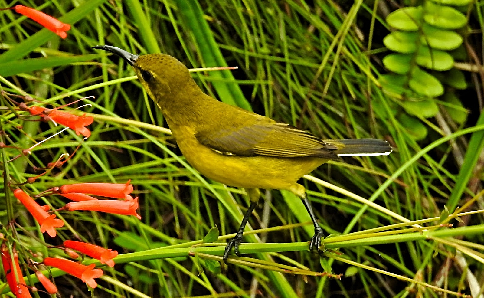 BIRDWALKERMONDAY: 29-11-2016 SINGAPORE - OLIVE BACKED SUNBIRD (FEMALE ...
