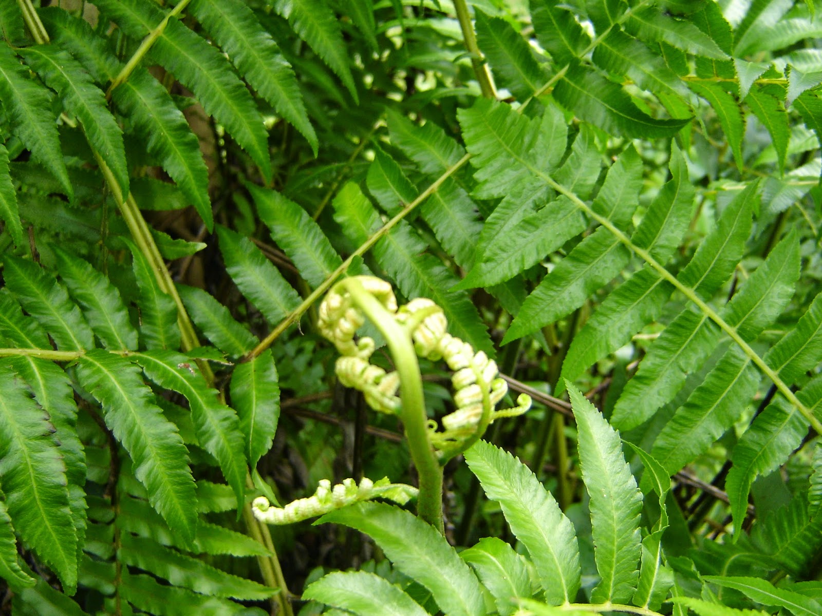 Honey From Rock: Fiddlehead Ferns for Dinner