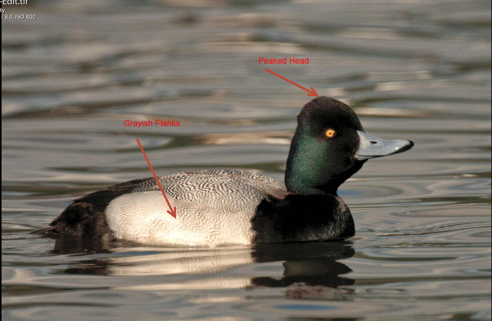Lesser Scaup