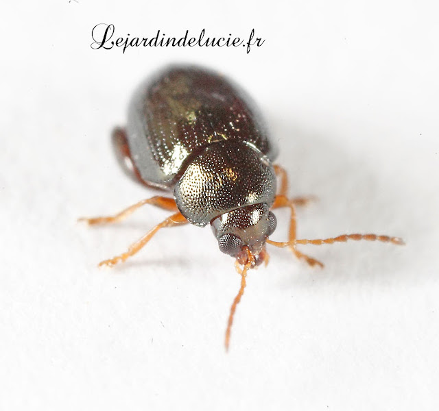 Psylliodes chrysocephala, grosse altise d'hiver, altise du colza.