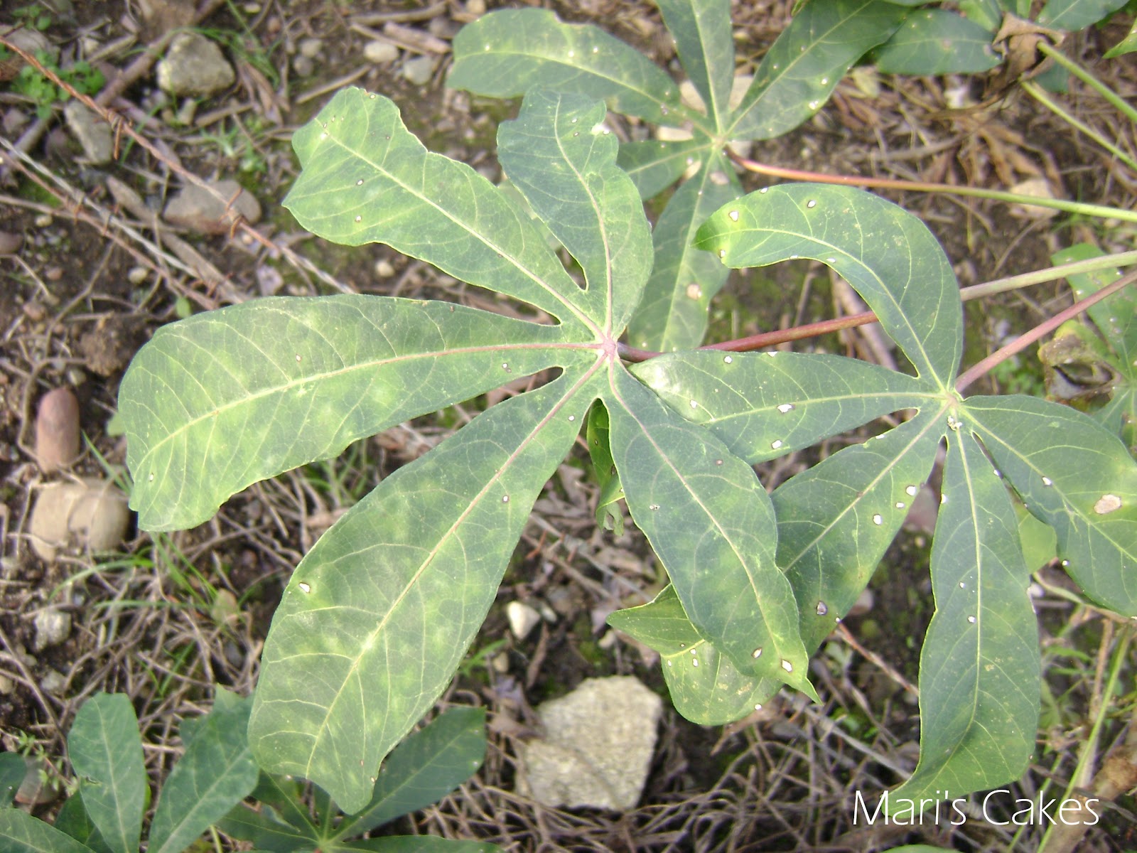 Arepitas de Yuca | Mari's Cakes