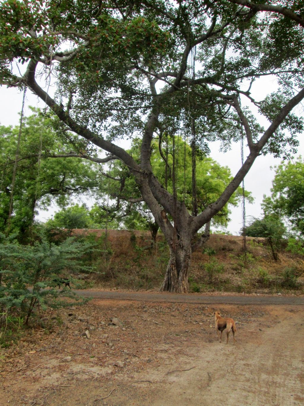 Banyan Tree - ARUNACHALA LAND