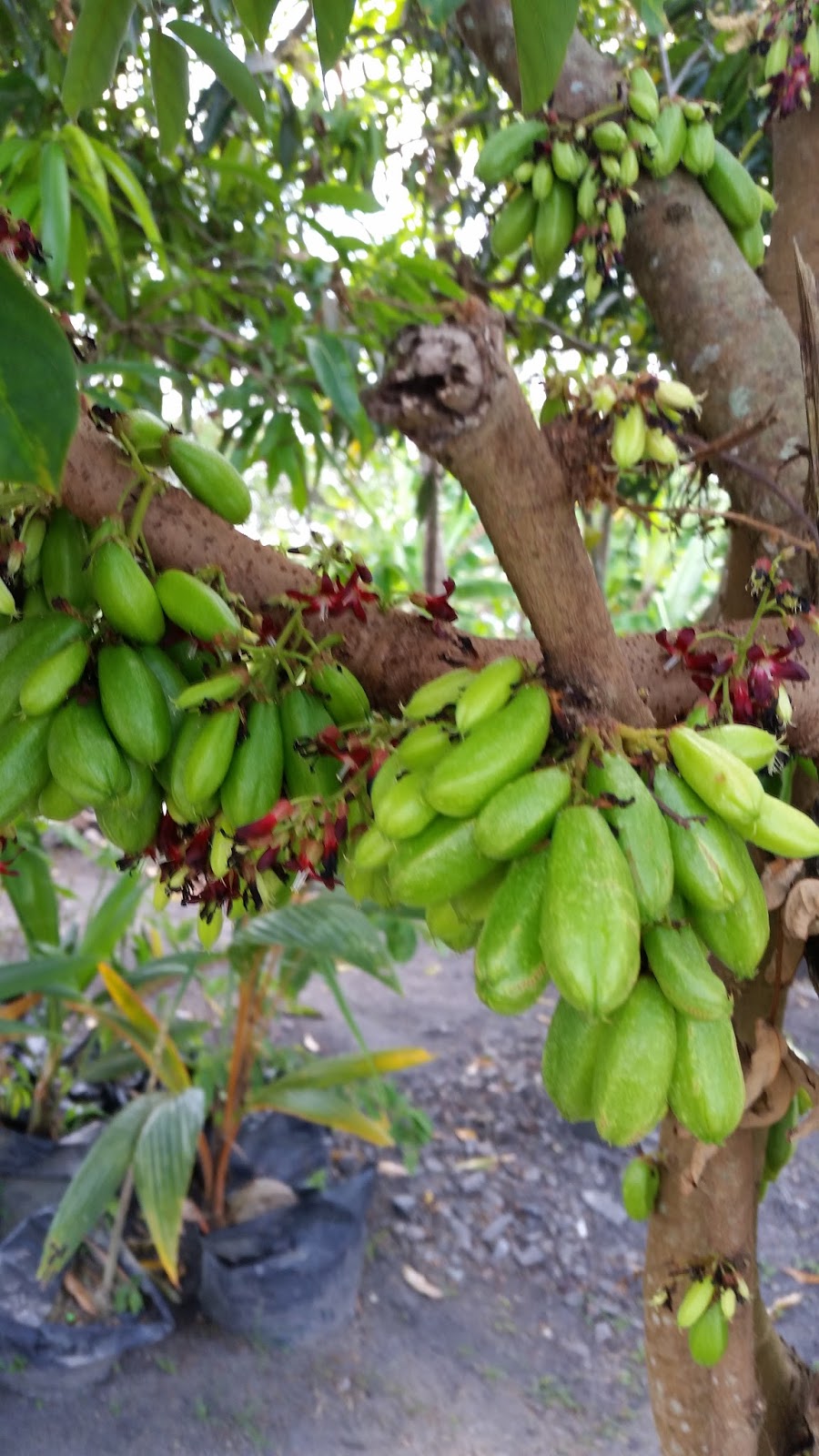 Warisan Petani: Belimbing Buluh Berbuah Lebat