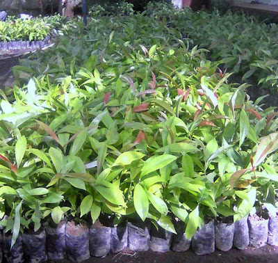 Bibit Sawit, Karet dan Aren: DAFTAR HARGA PRODUK BIBIT TANAMAN ...