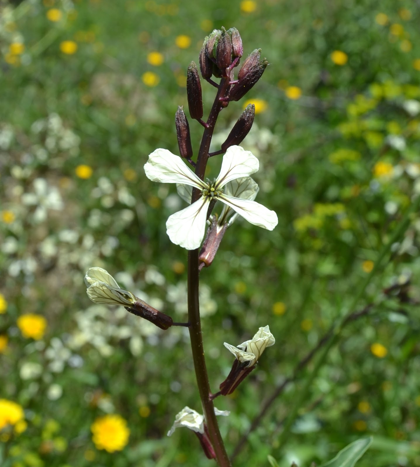 Plantas: Beleza e Diversidade: Eruca (Eruca vesicaria)
