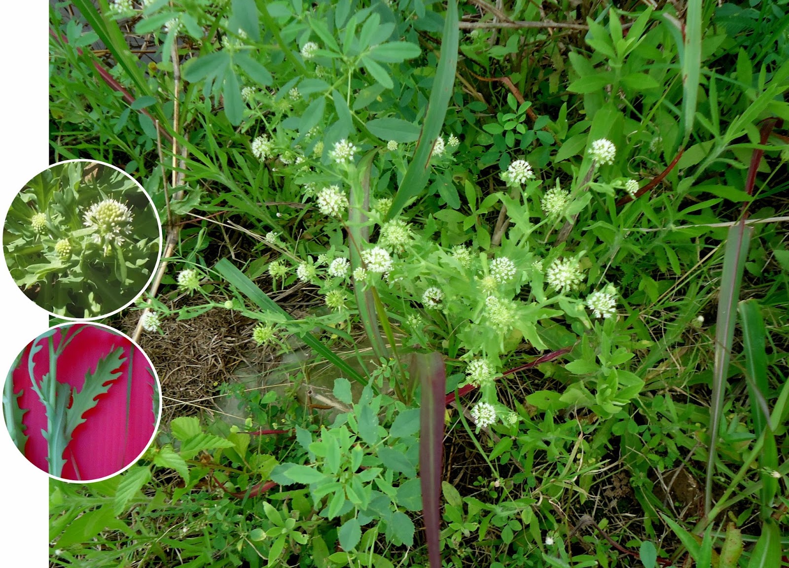 v e r d e c h a c o: Cardo torito / Cardo roseta