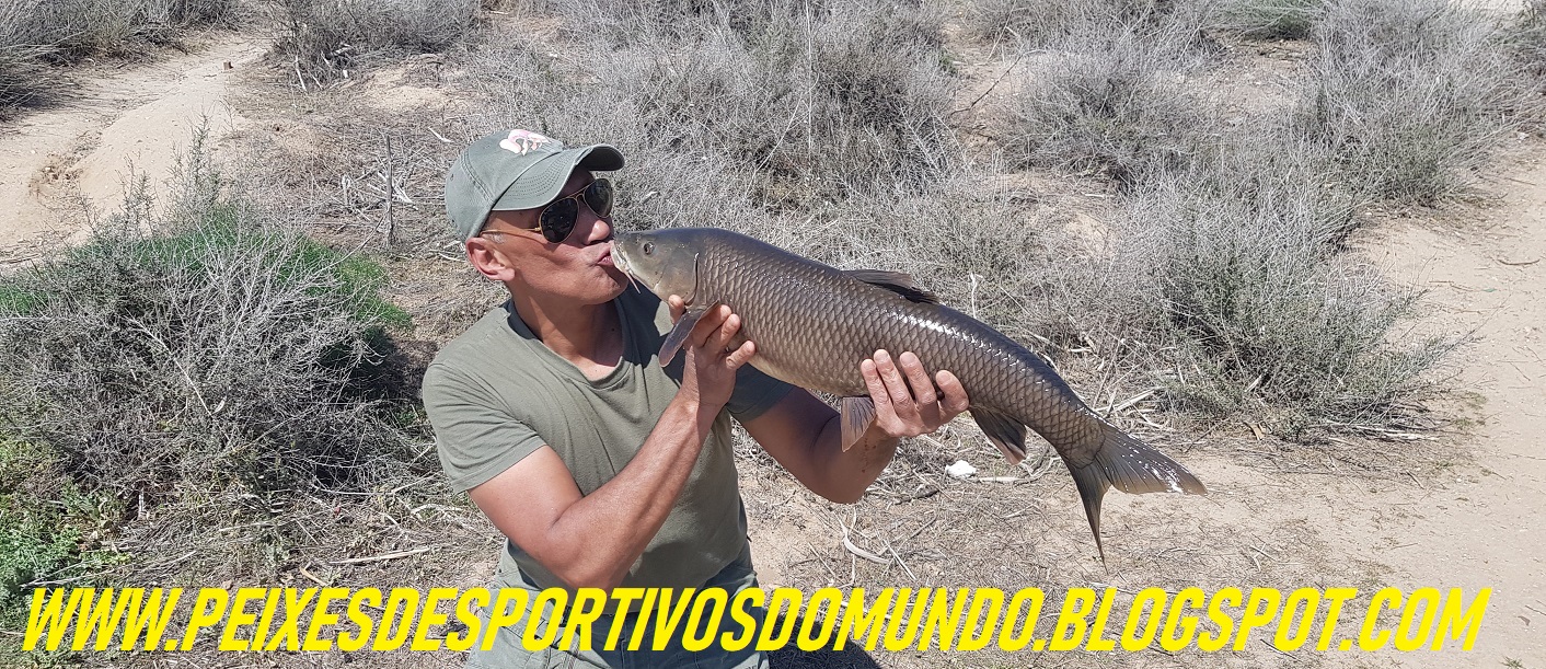 PEIXES DESPORTIVOS DO MUNDO: O BARBO COMÚN - Luciobarbus bocagei ...