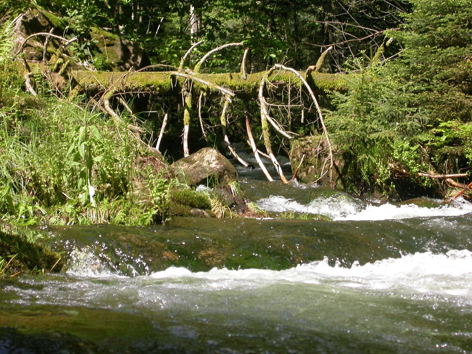 Piercing Prince Albert: Accueil