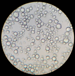 FARMAKOGNOSI: Februari 2017