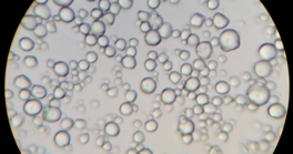 FARMAKOGNOSI: Amylum