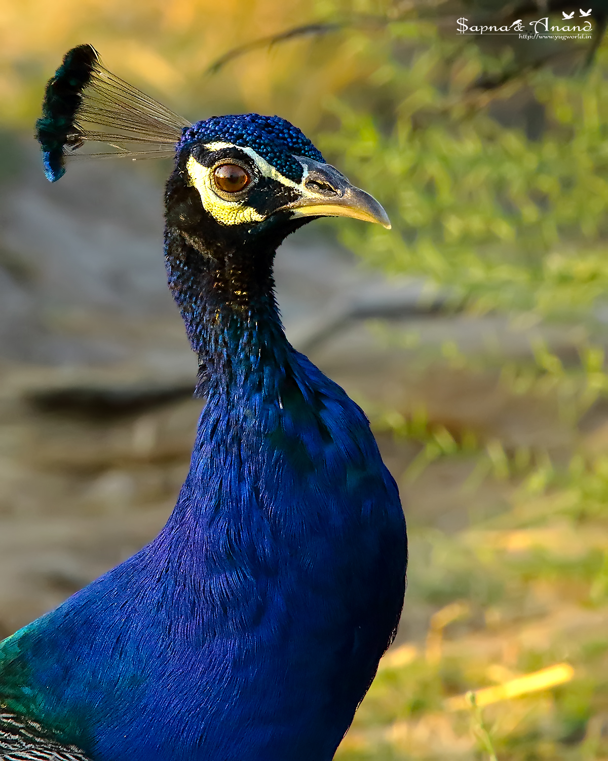 indian Peafowl | YuGWoRLD