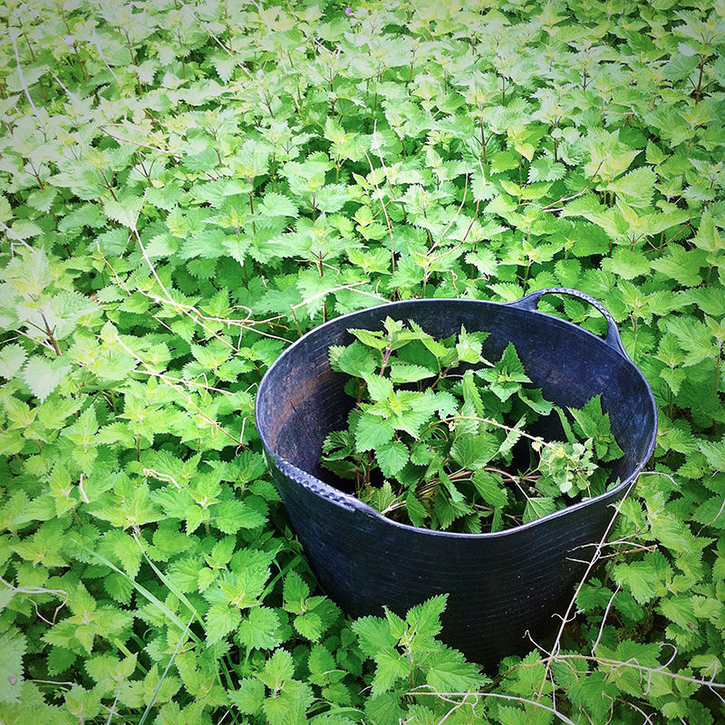 viva el purin de ortigas