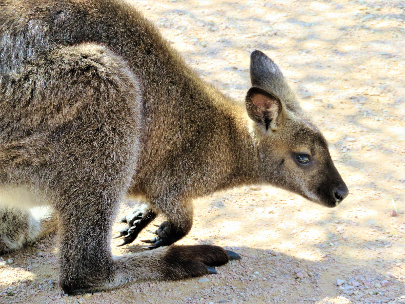 Todd Swank: Kangaroo Crossing at the Minnesota Zoo