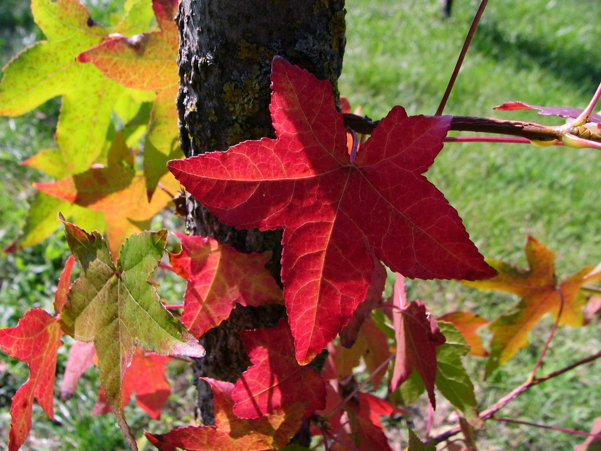 LA MULTI ANI, ROMANIA!: Frunze colorate