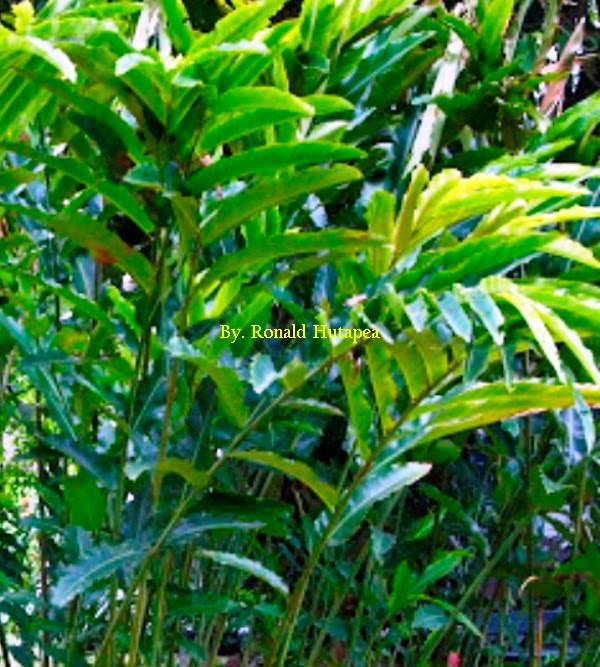 PANSURBATU: Silsilah Marga Batak