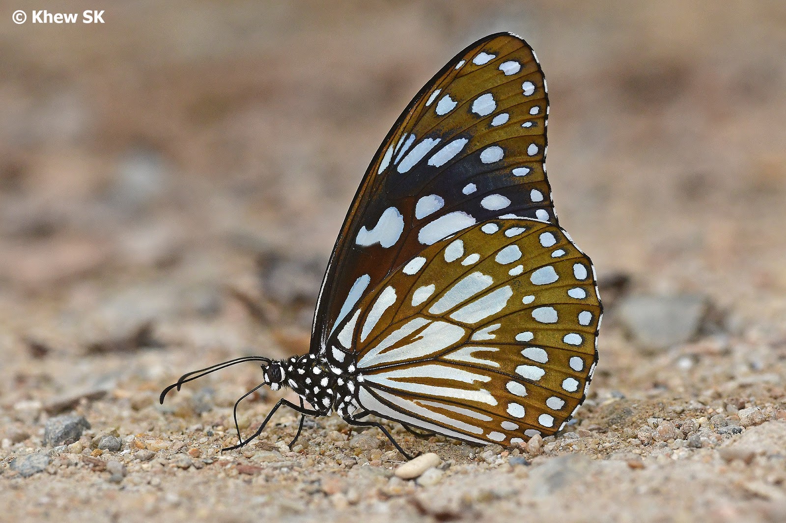 Butterflies of Singapore: Flying Tigers 2.0